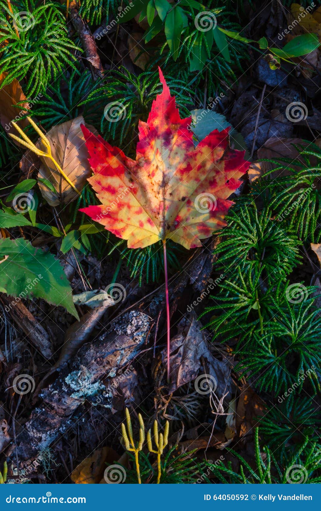 Maple Leaf on the Forest Floor Stock Photo - Image of green, debris ...