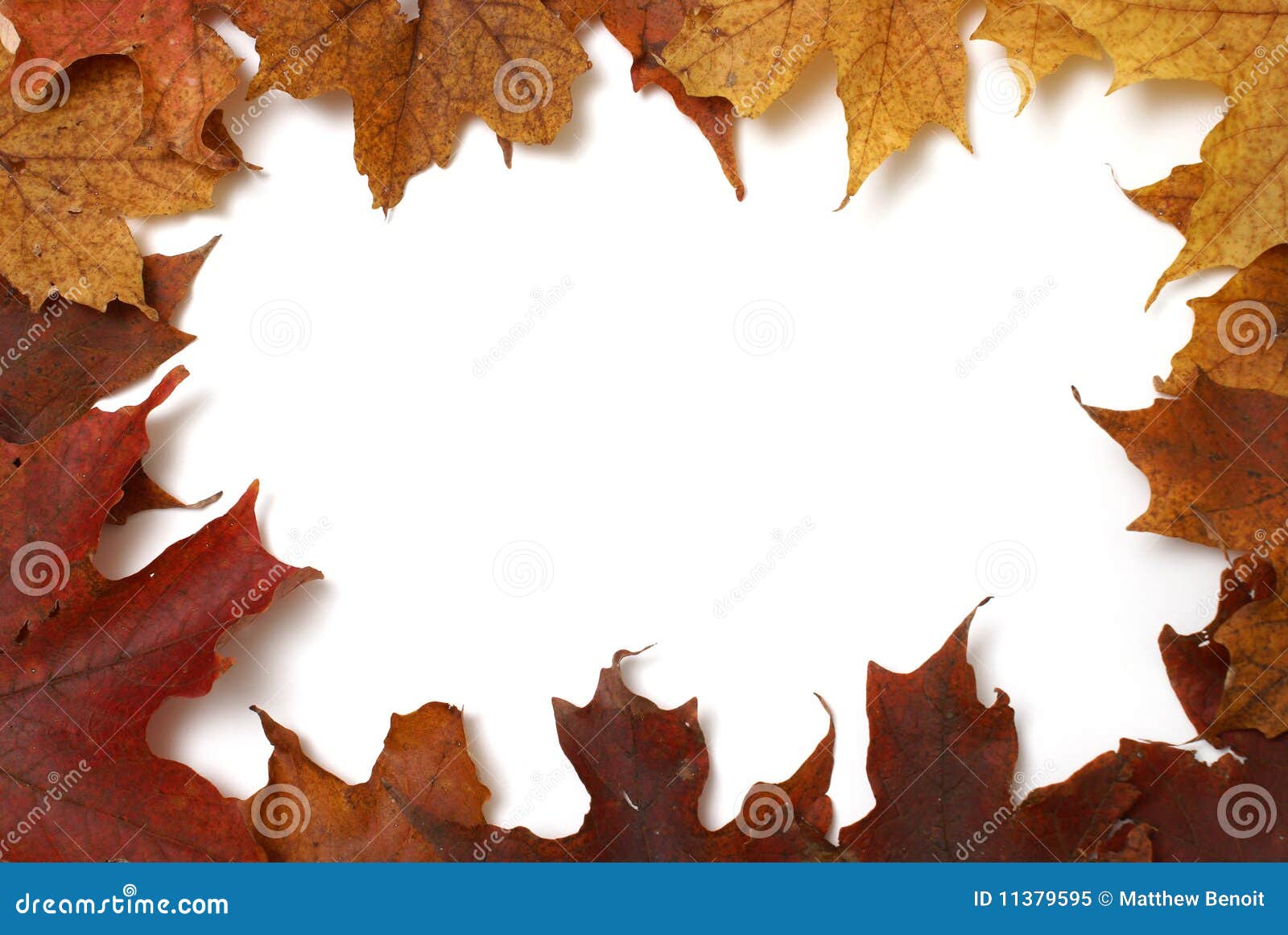 Maple Leaf Frame stock image. Image of detail, decor - 11379595