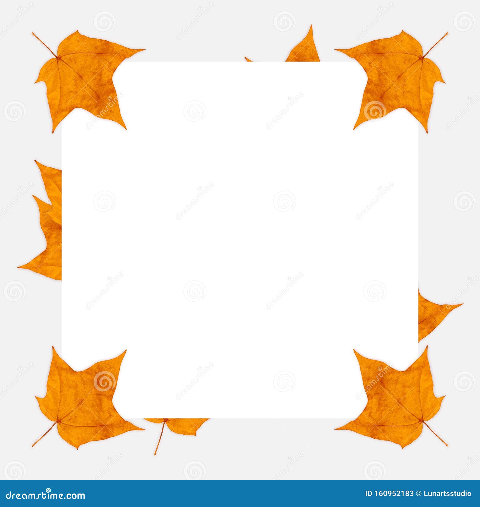 Maple Leaf Frame. Colorful Maple Leaf Frame on a White Background Stock ...