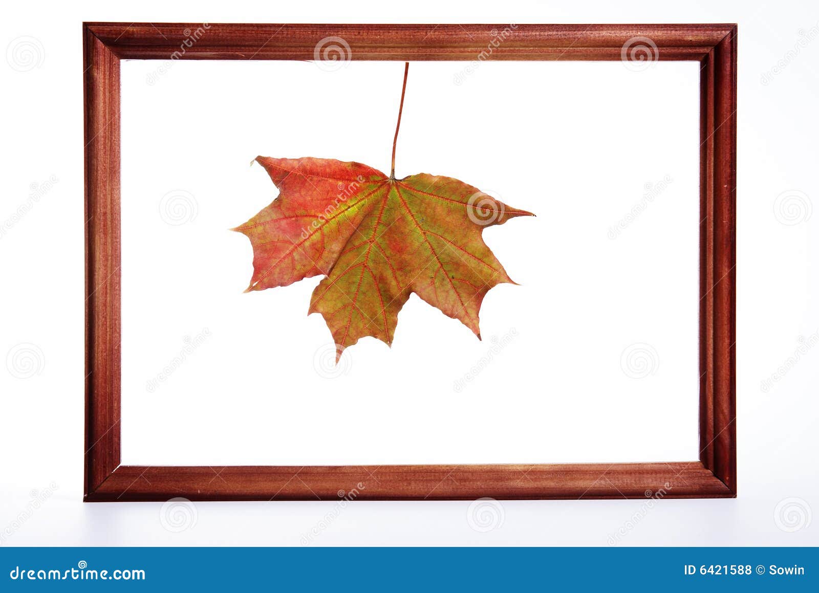 Maple leaf in a framework stock photo. Image of border - 6421588