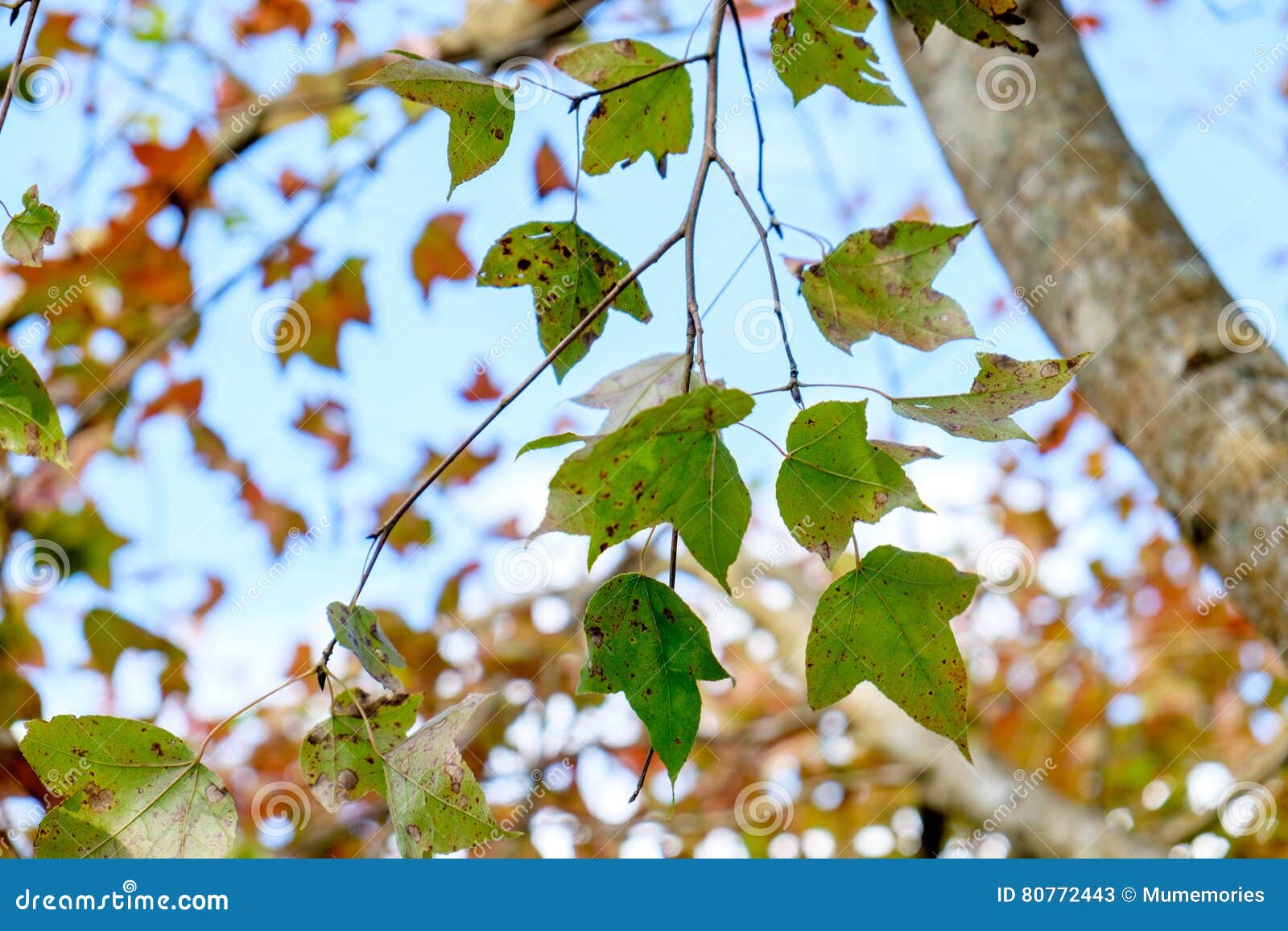 Maple Leaf Fresh Color on Branch Stock Image - Image of design, limb ...
