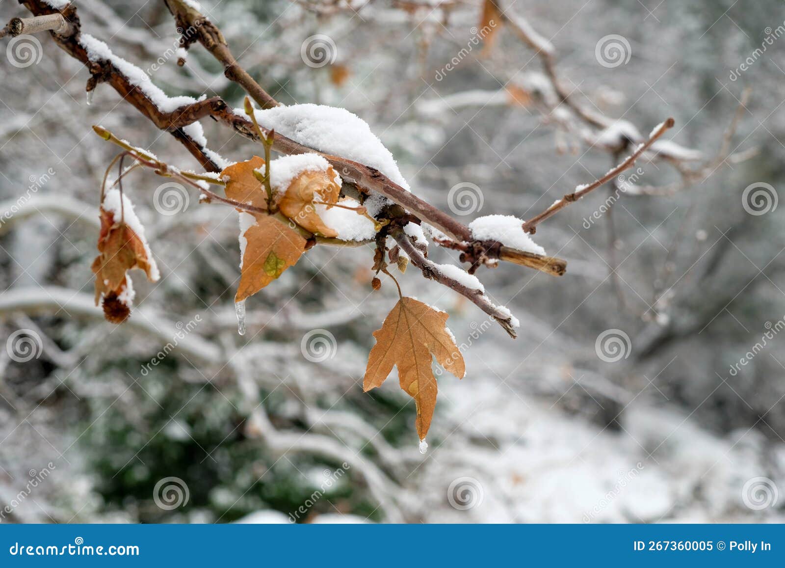 Maple Leaf Frozen in Snow and and Cold Weather Stock Image - Image of ...