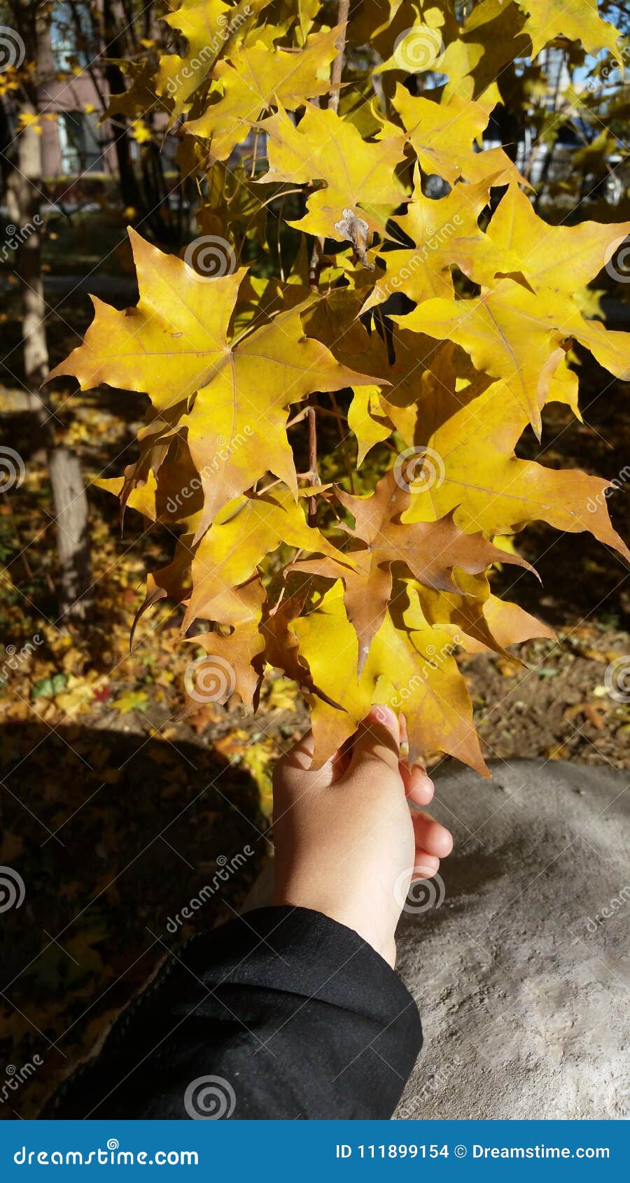 Maple leaf stock photo. Image of leaf, august, park - 111899154