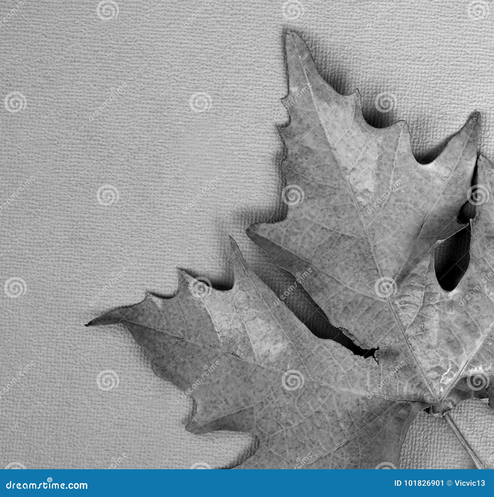 Maple leaf gray stock image. Image of leaf, maple, symbol - 101826901
