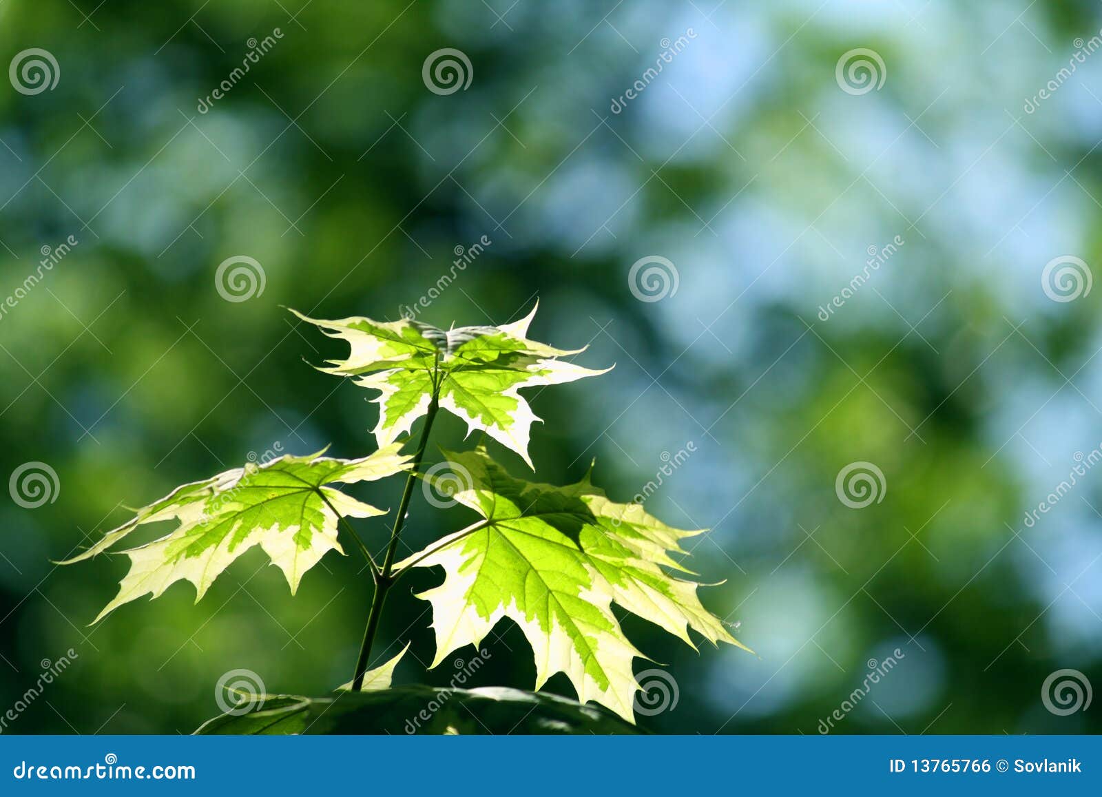Maple Leaf Green Background Stock Photo - Image of beauty, saturated ...