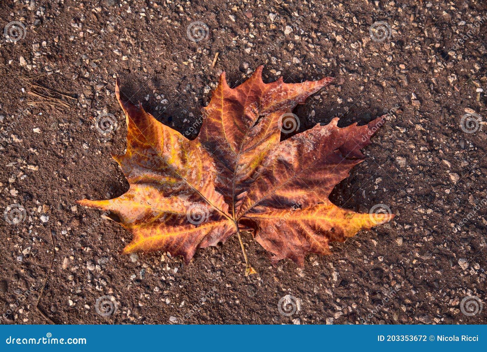 A maple leaf on the ground stock photo. Image of fall - 203353672