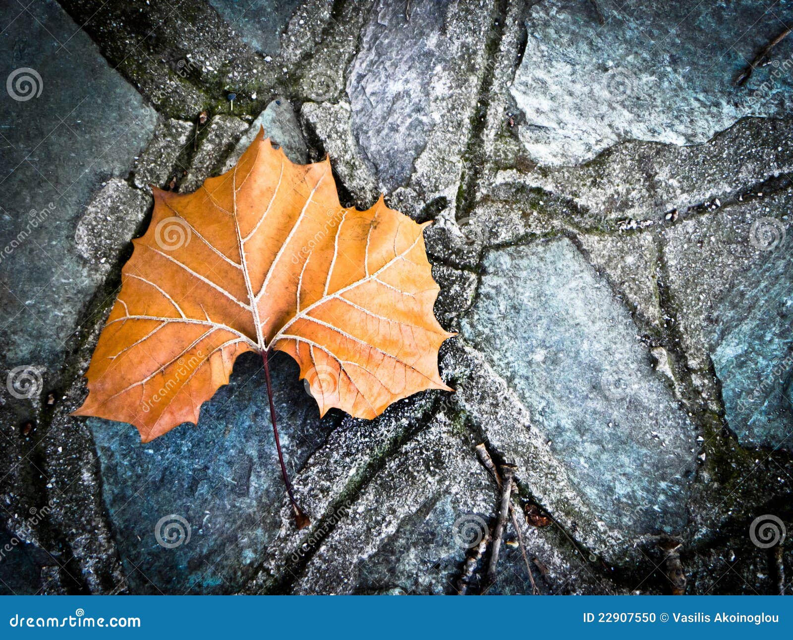 A maple leaf on the ground stock photo. Image of season - 22907550