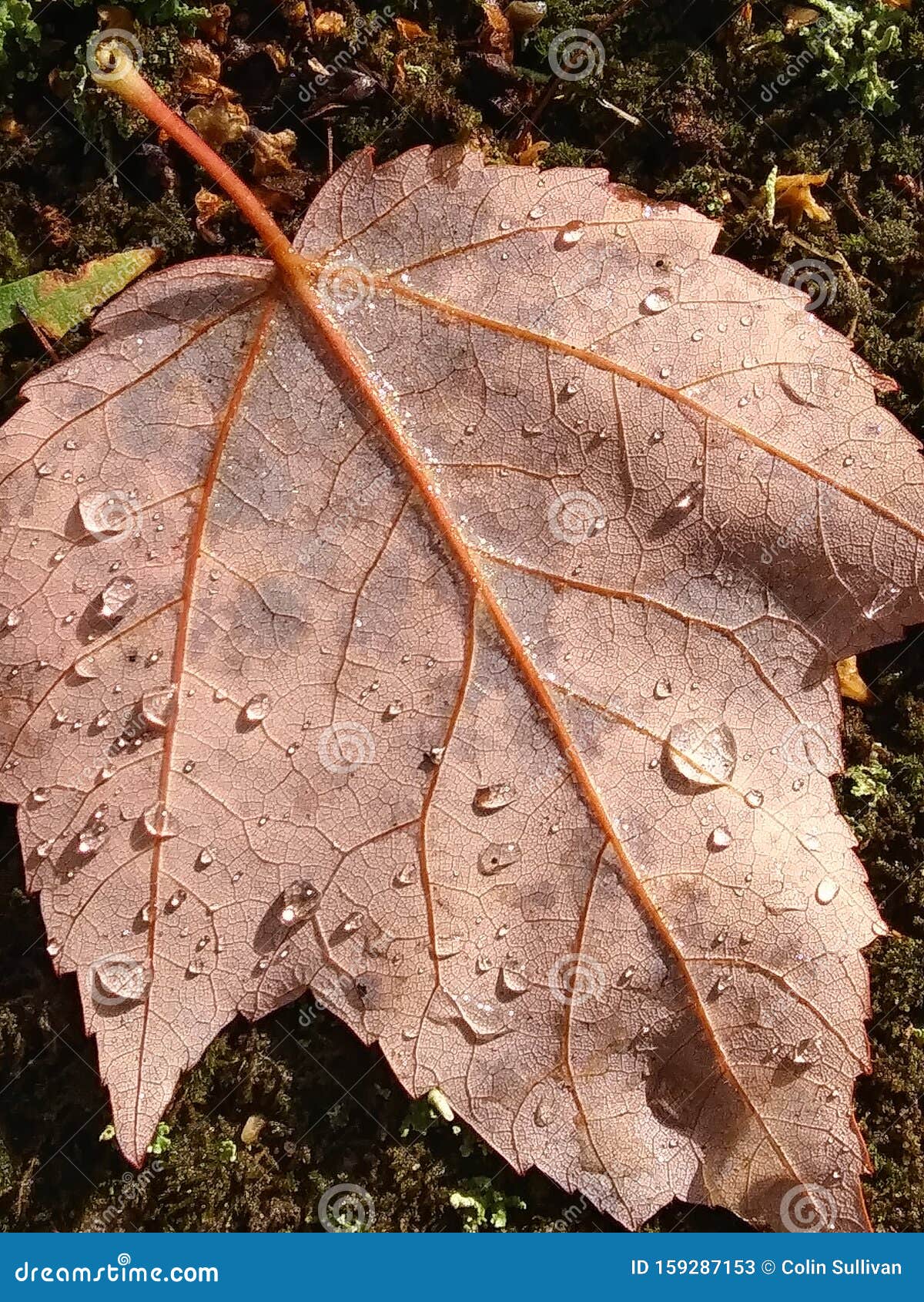 Maple leaf on the ground stock image. Image of fall - 159287153