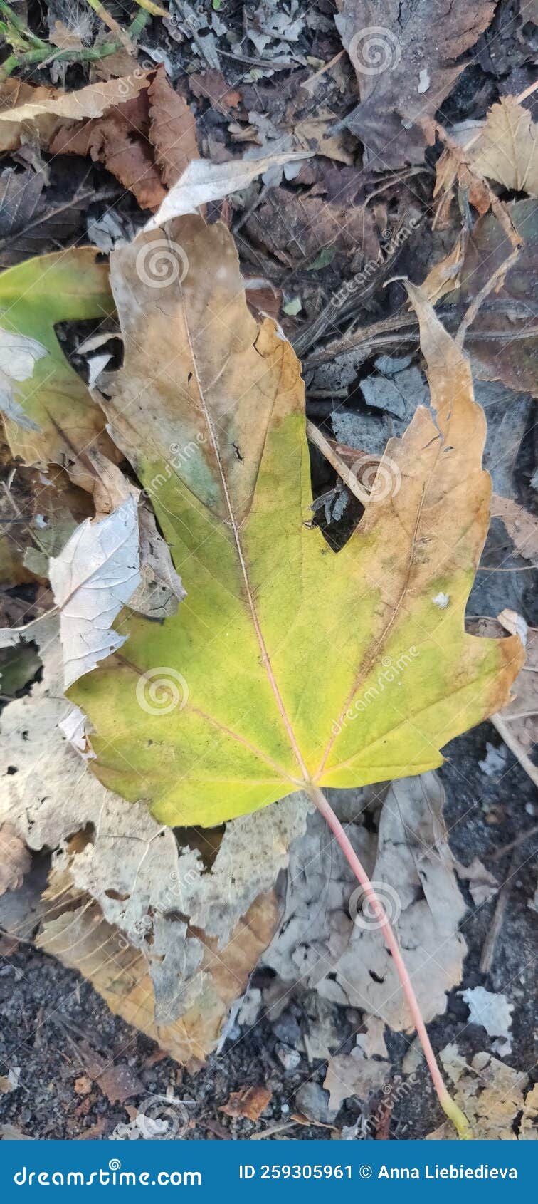 Maple leaf on the ground stock image. Image of park - 259305961