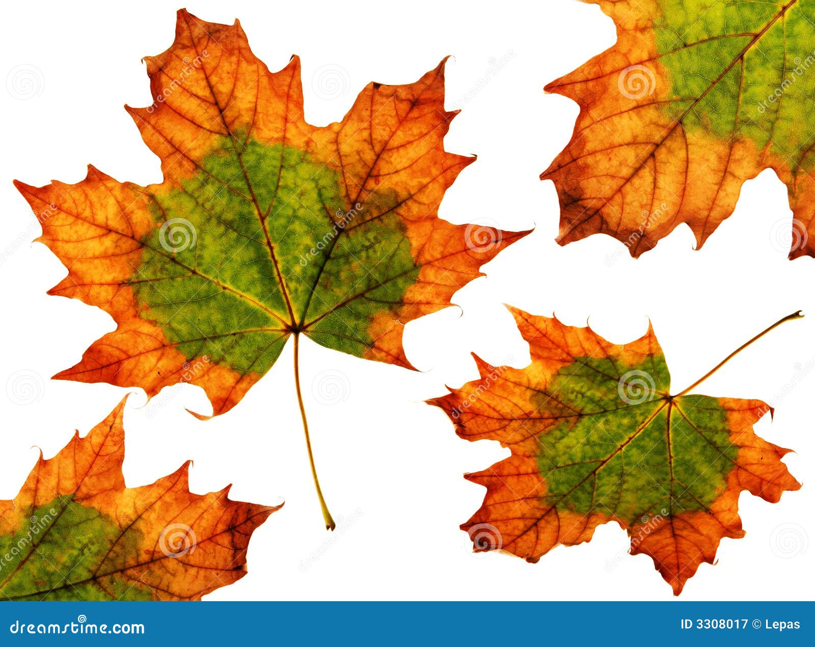 Maple leaf group stock image. Image of white, orange, color - 3308017