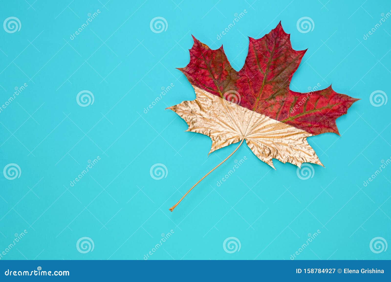 Maple Leaf Half Painted in Gold Color on a Blue Background. Flat Lay ...