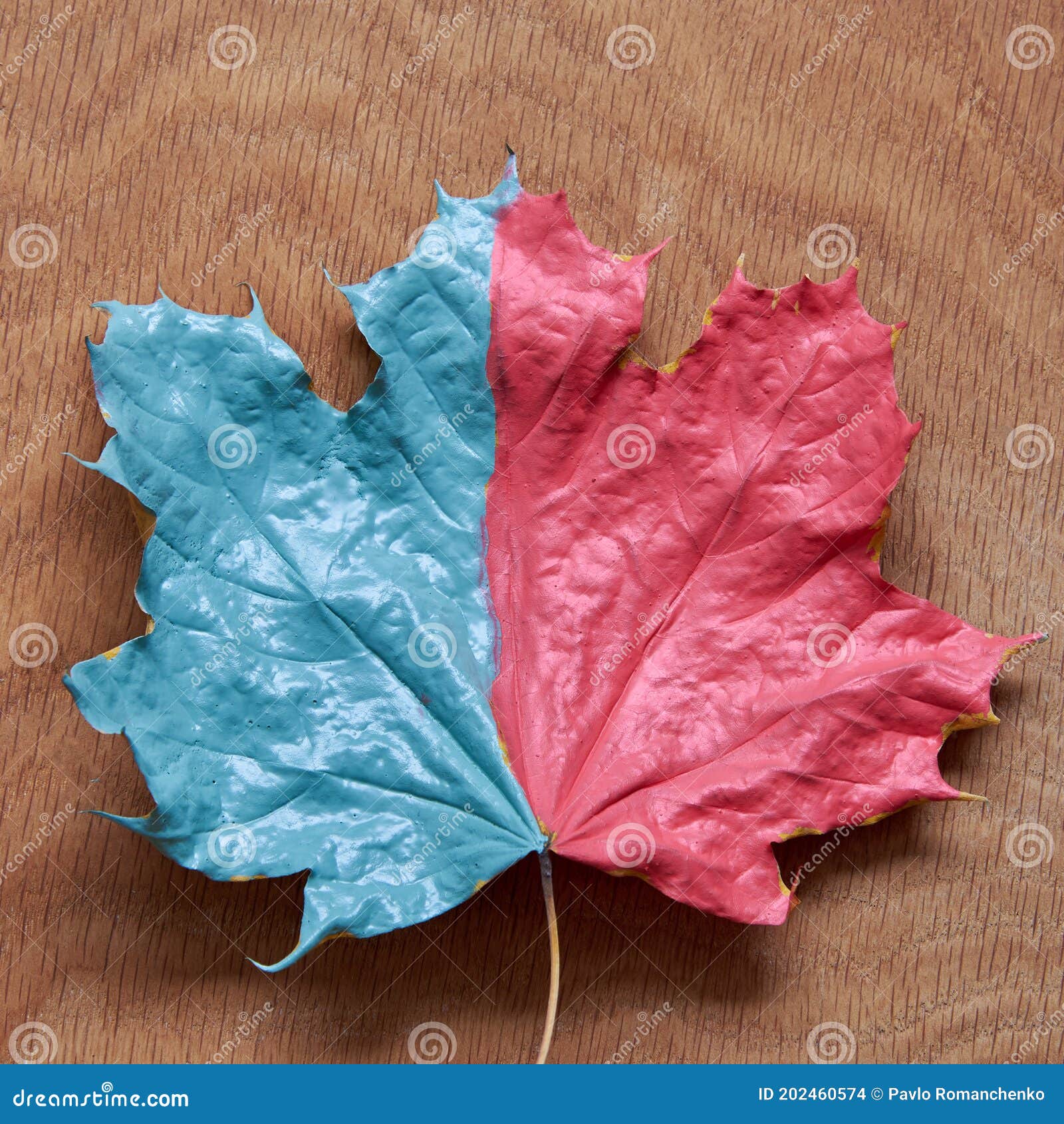 The Maple Leaf is Half Pink and Half Blue Stock Photo - Image of blue ...
