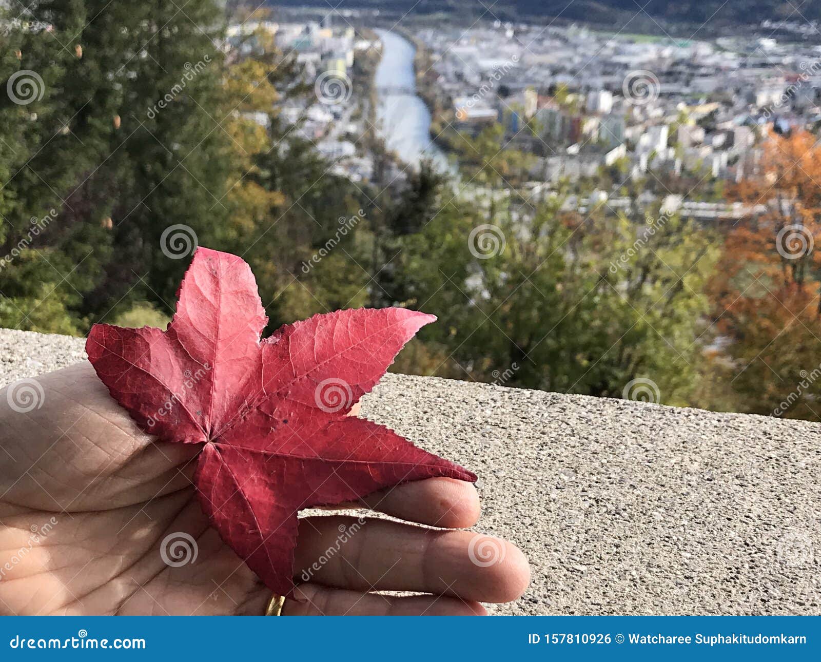 Maple leaf on the hand. stock photo. Image of biology - 157810926