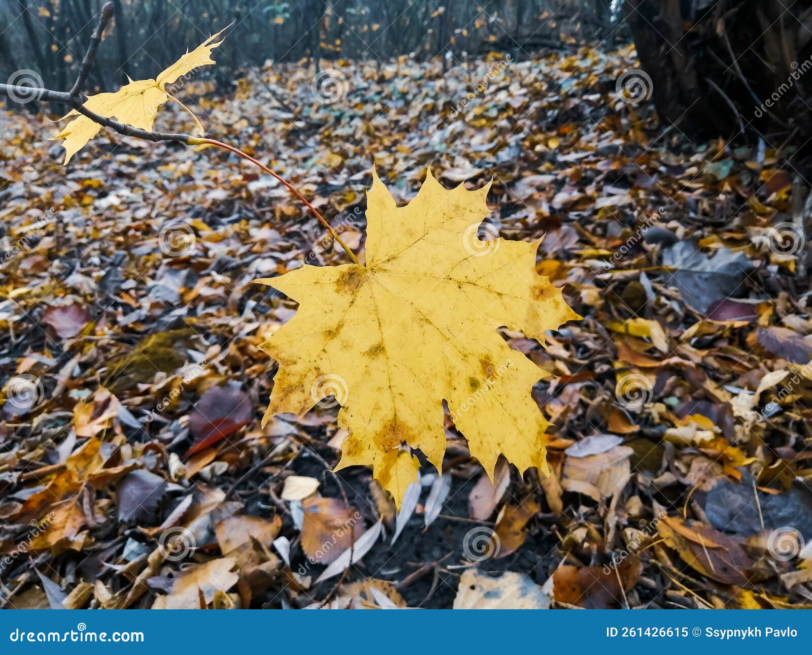 A Lonely Yellow Leaf in the Forest. a Maple Leaf Hangs from a Tree. One ...