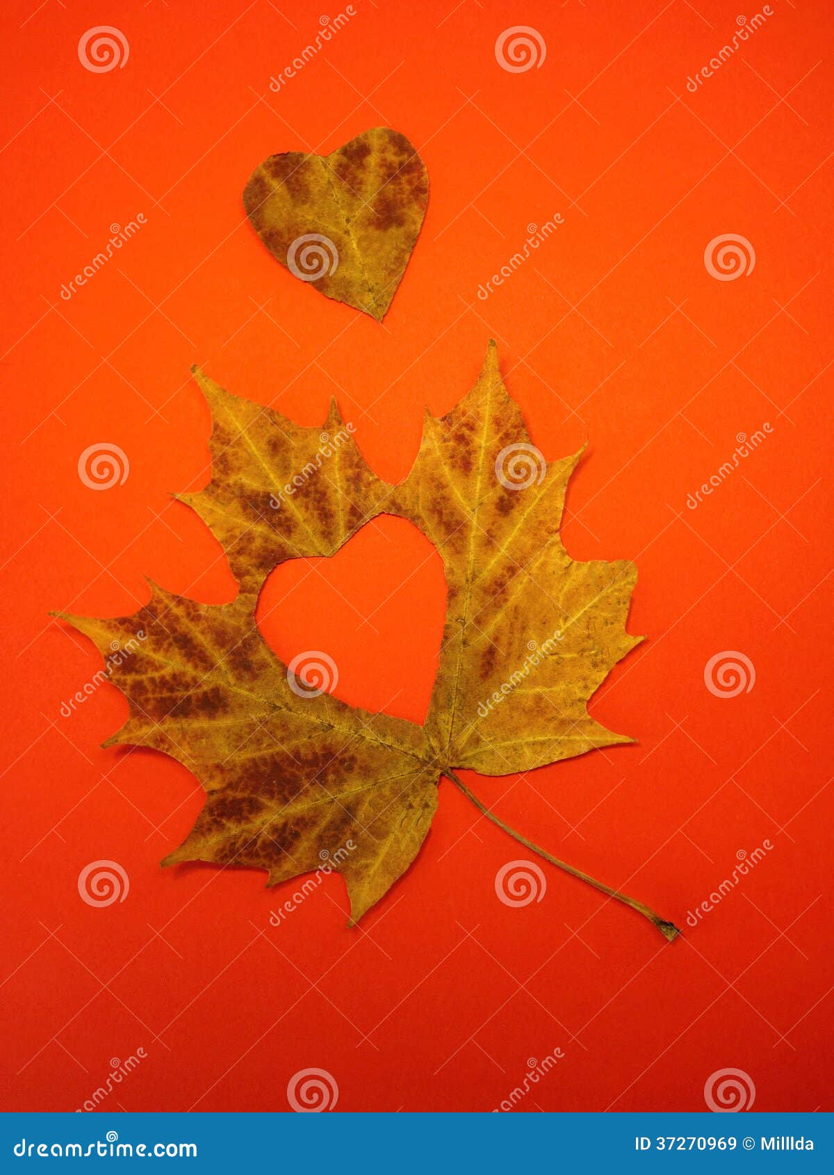 Maple leaf and heart stock image. Image of fall, maple - 37270969