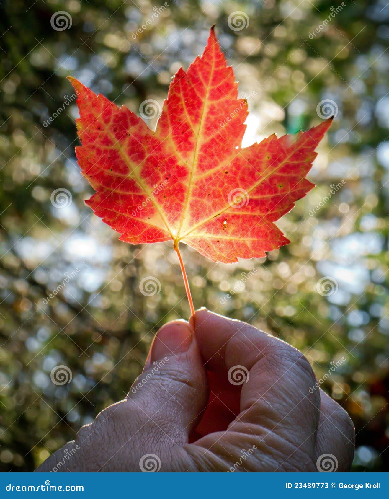 Maple Leaf Held in Hand Backlit by Sunlight Stock Image - Image of ...