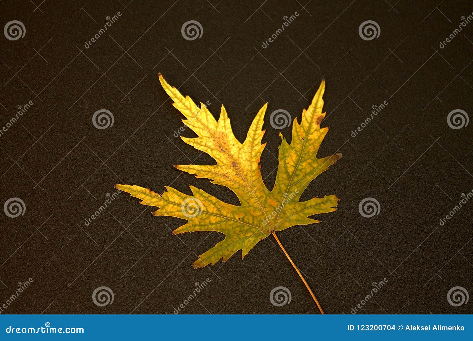 Maple Leaf from Herbarium of 1961 Stock Photo - Image of botany ...