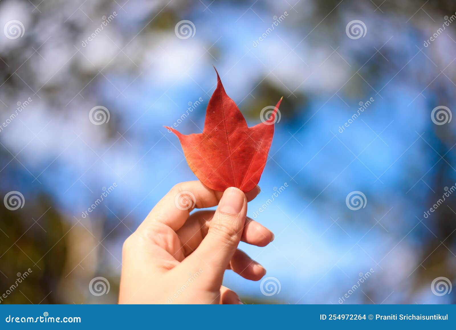 Maple Leaf Holding in Hand Focus Nature Stock Photo - Image of bright ...