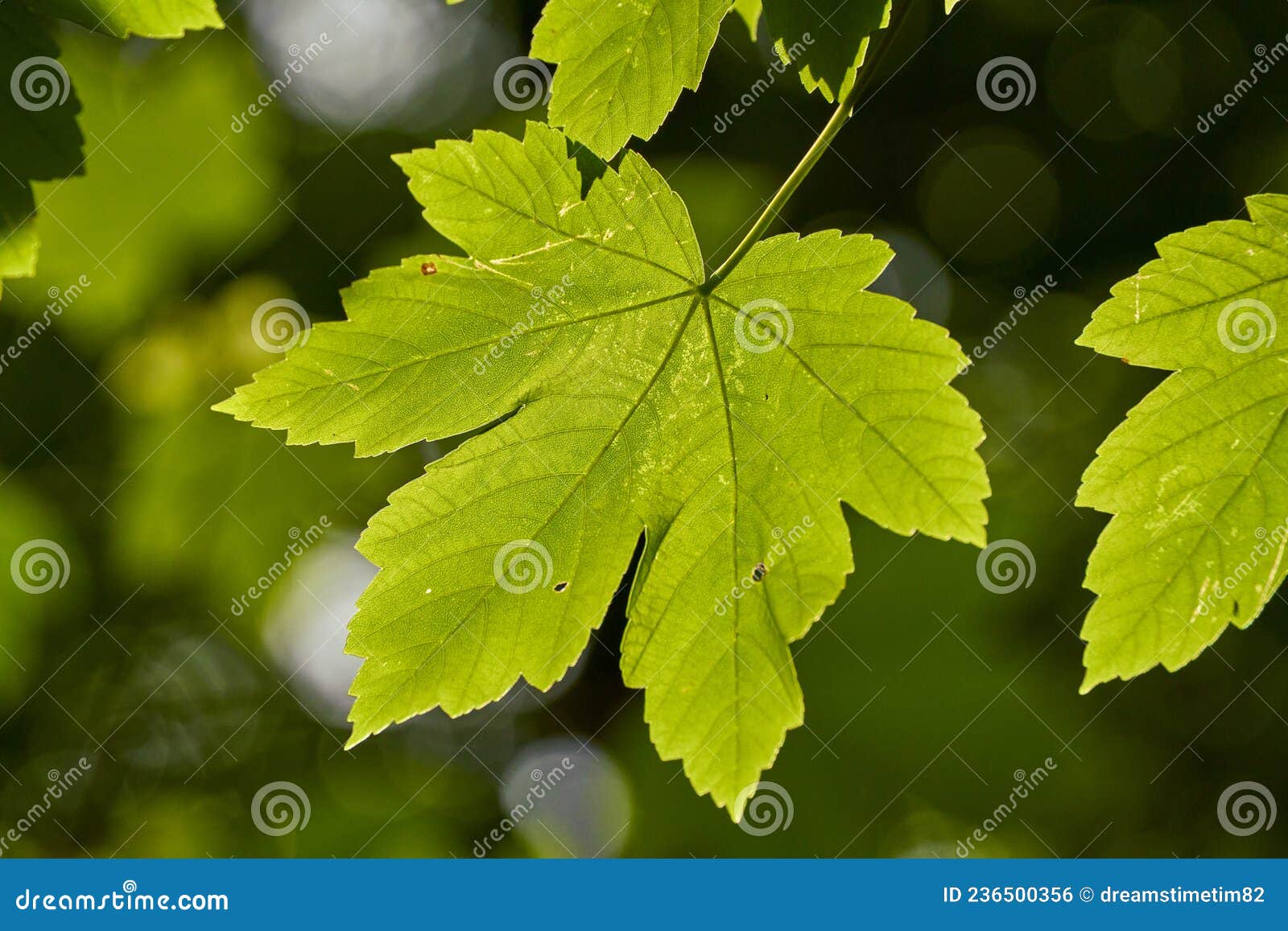 A Maple Leaf is Illuminated by the Sun Stock Photo - Image of botany ...