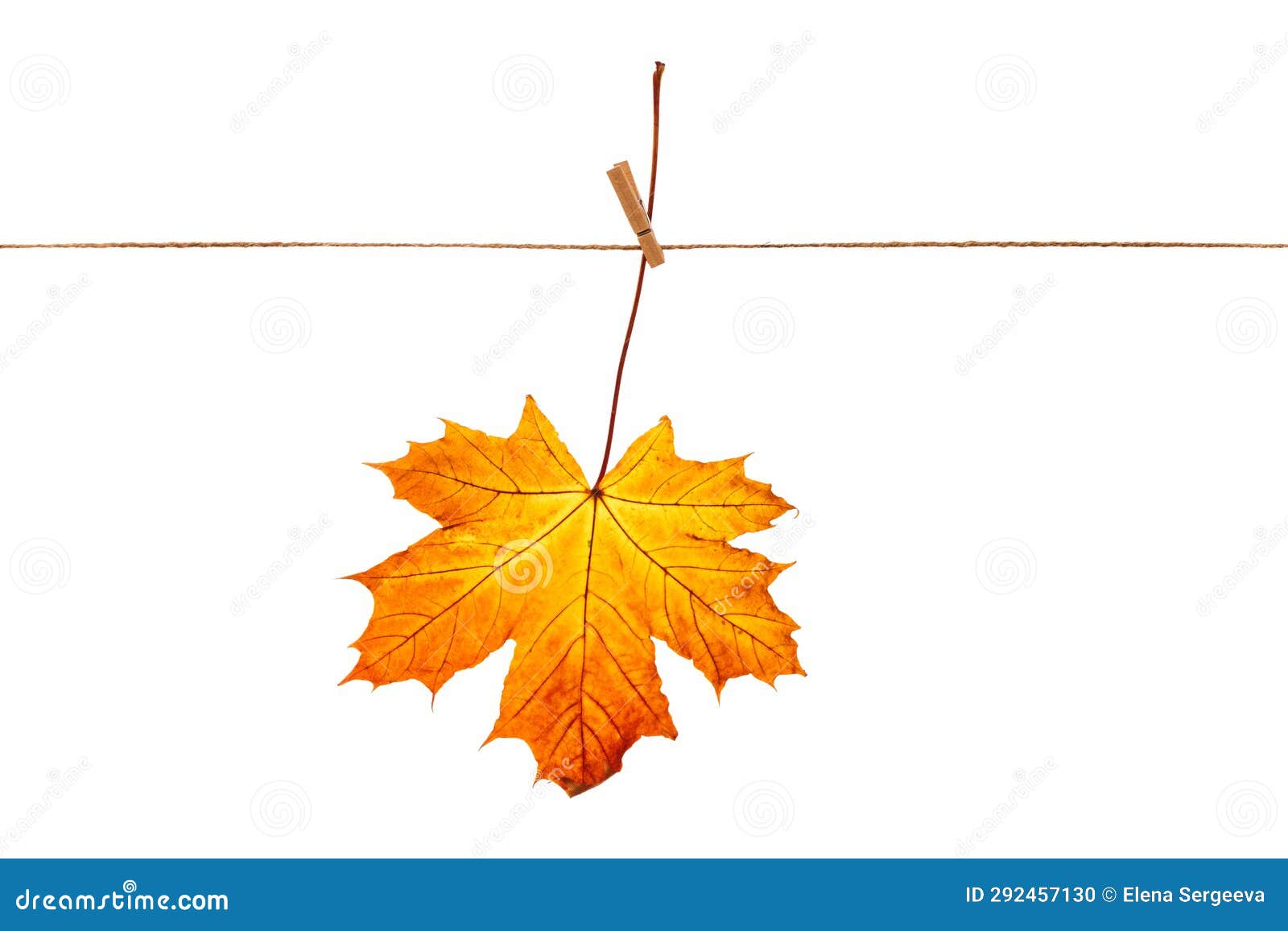 Maple Leaf Isolate on White Stock Photo - Image of single, vivid: 292457130