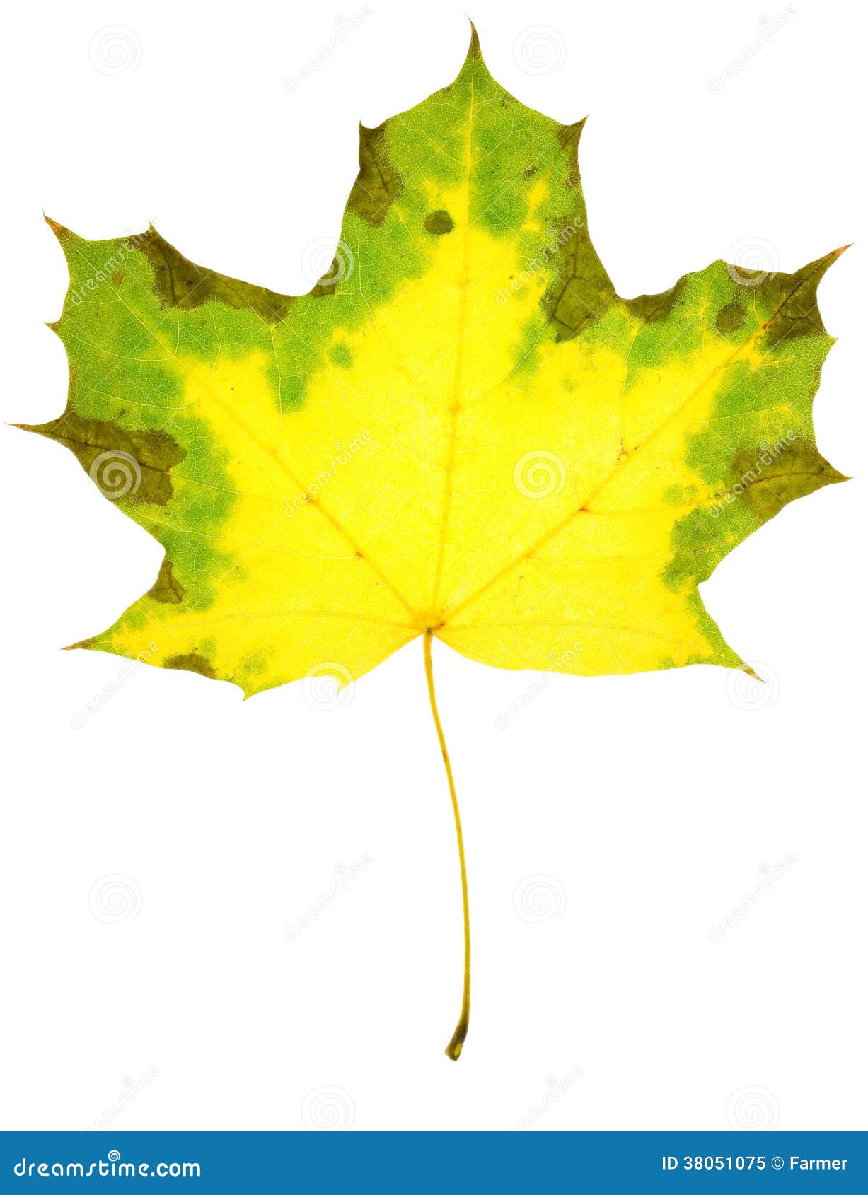 Maple leaf isolated stock image. Image of color, orange - 38051075