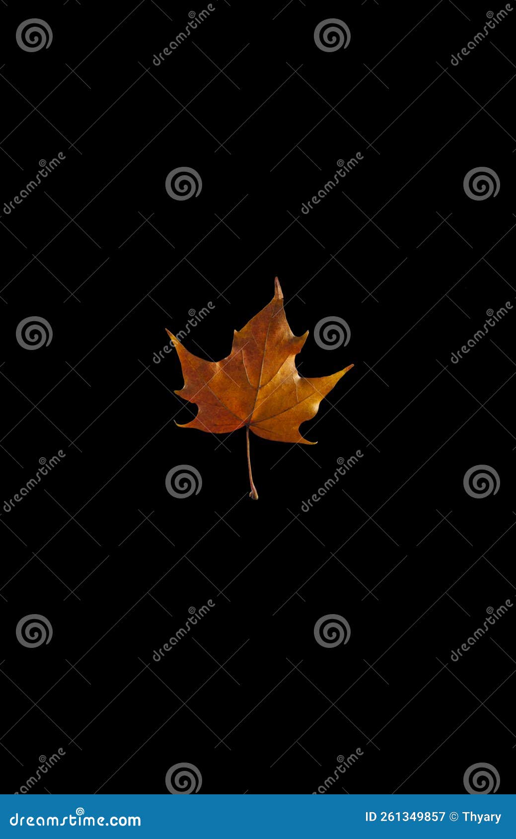 Maple Leaf Isolated on the Black Background Stock Image - Image of ...