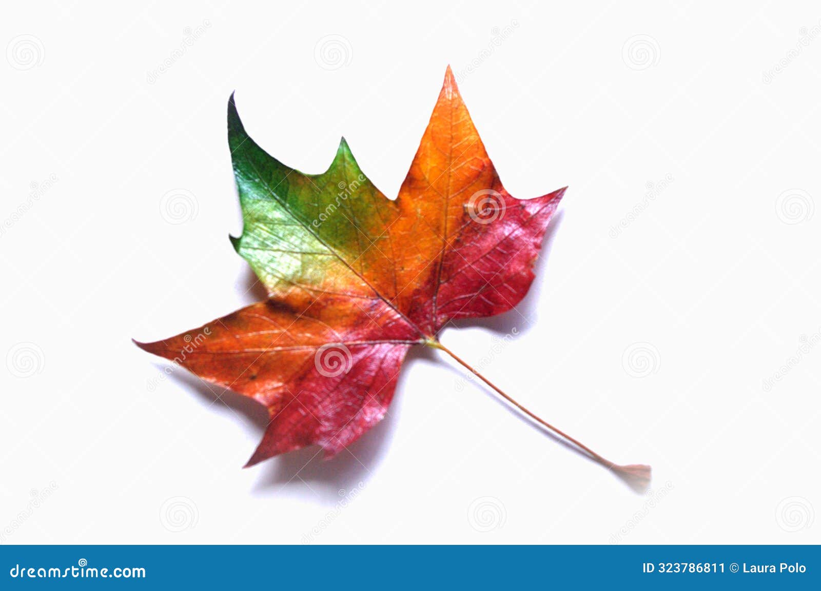 Maple Leaf Isolated, in Gradient Tones on a White Background Stock ...