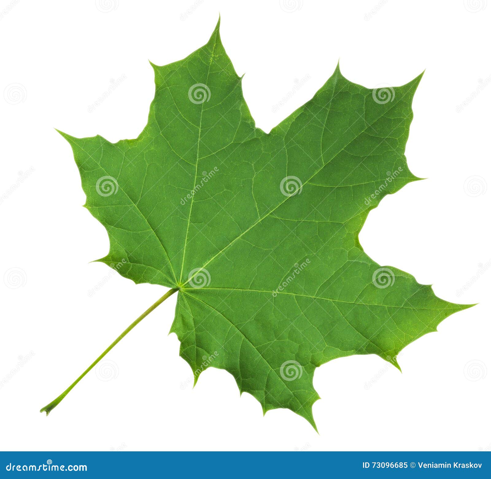 Maple Leaf Isolated - Green Stock Image - Image of colored, bright ...