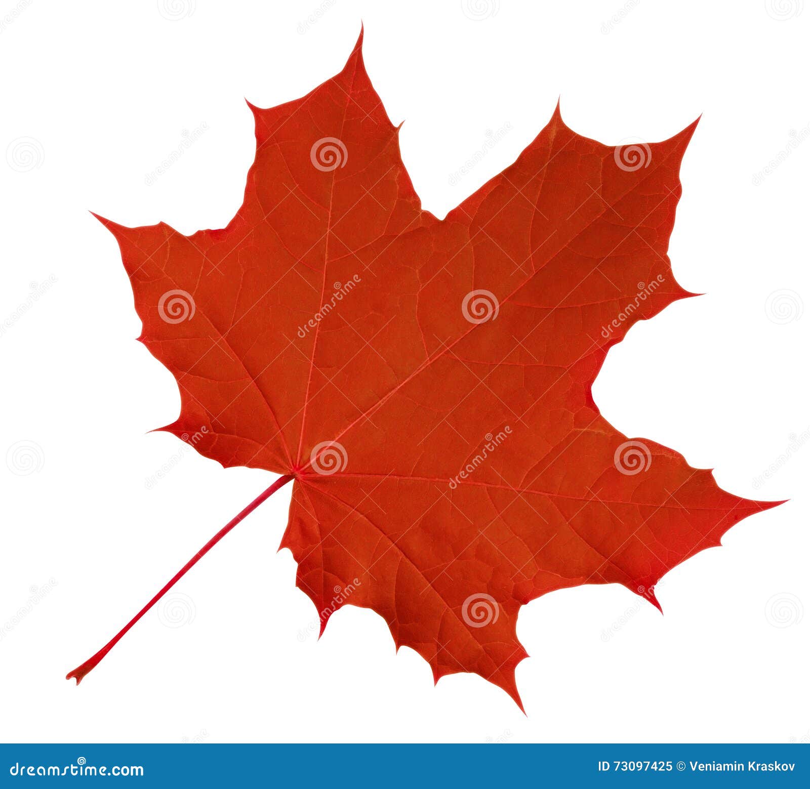 Maple Leaf isolated - Red stock image. Image of conservation - 73097425