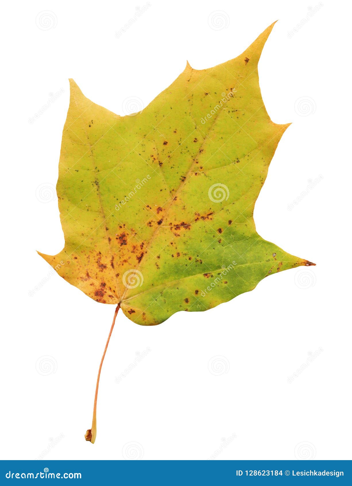 Maple Leaf Isolated on White. Stock Photo - Image of closeup, autumn ...