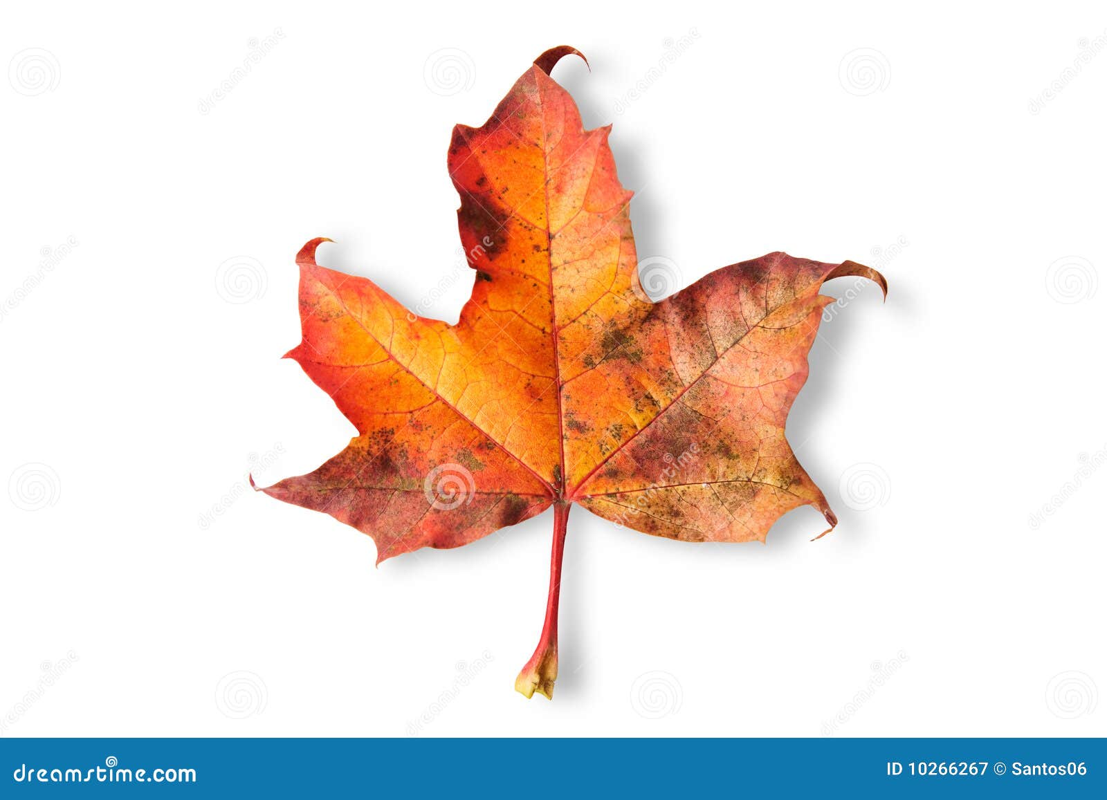 9,868 Single Maple Leaf Isolated White Stock Photos - Free & Royalty ...
