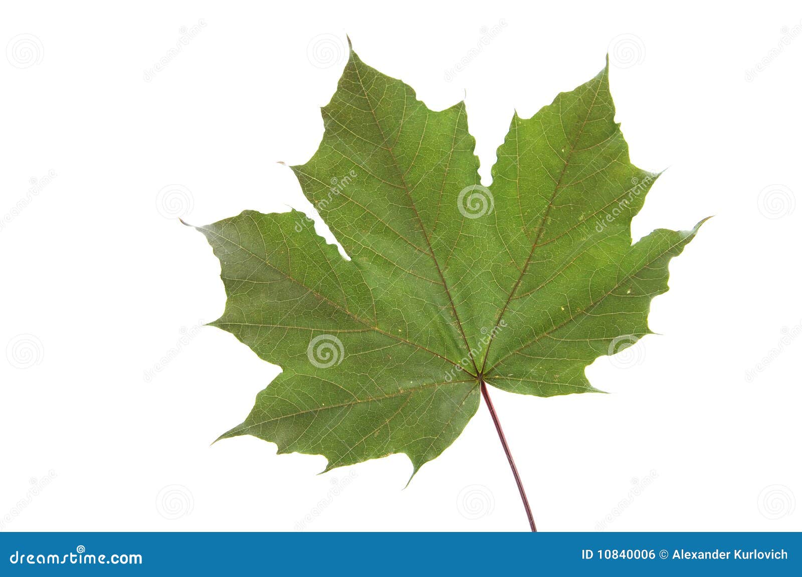 Maple Leaf, Isolated on White Background Stock Photo - Image of canada ...