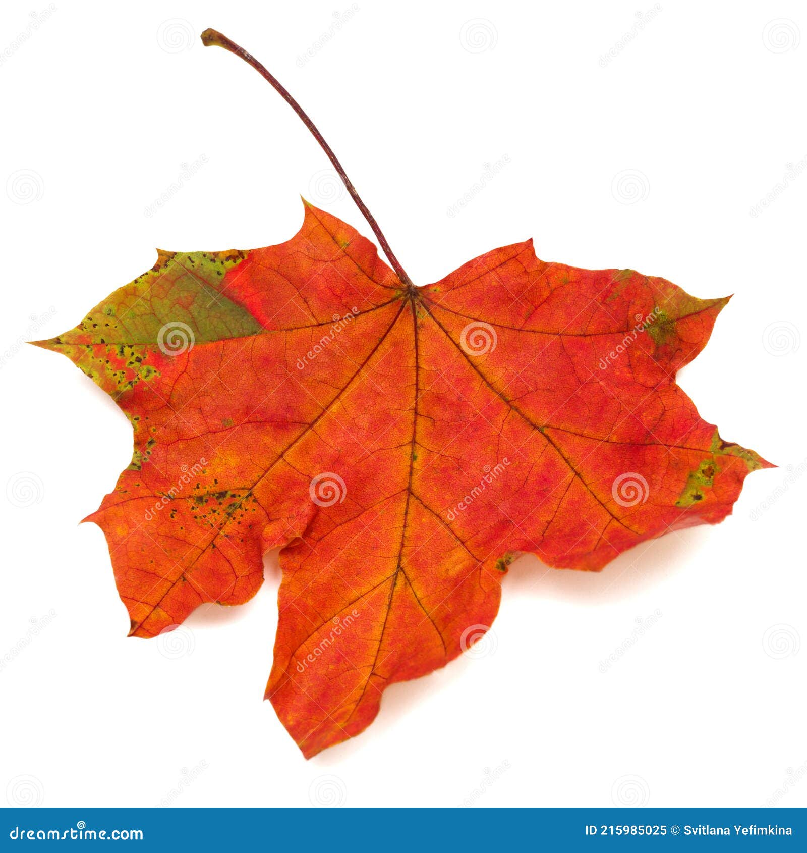 Maple leaf stock image. Image of close, macro, maple - 215985025