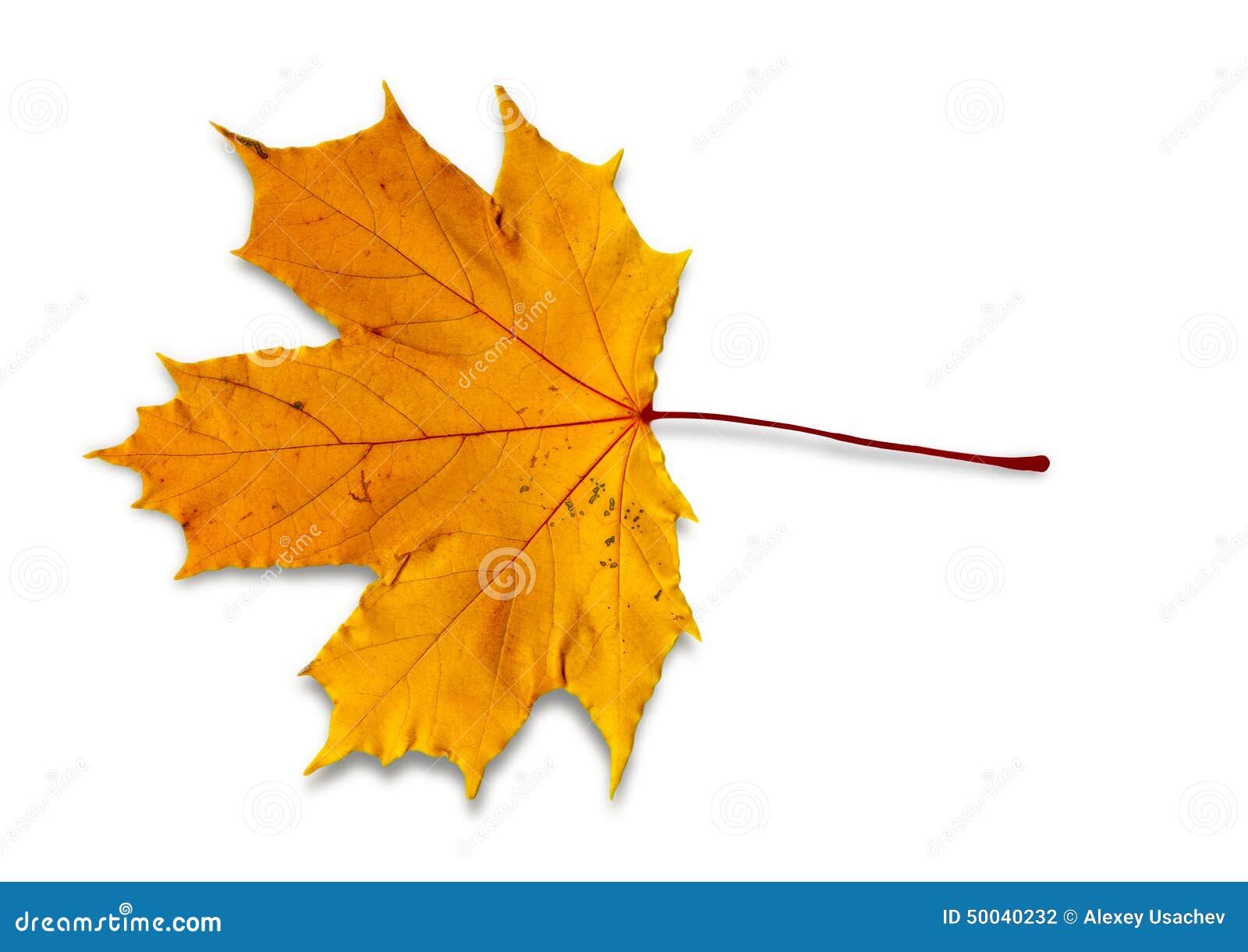 Maple Leaf Isolated on White Background Stock Photo - Image of single ...