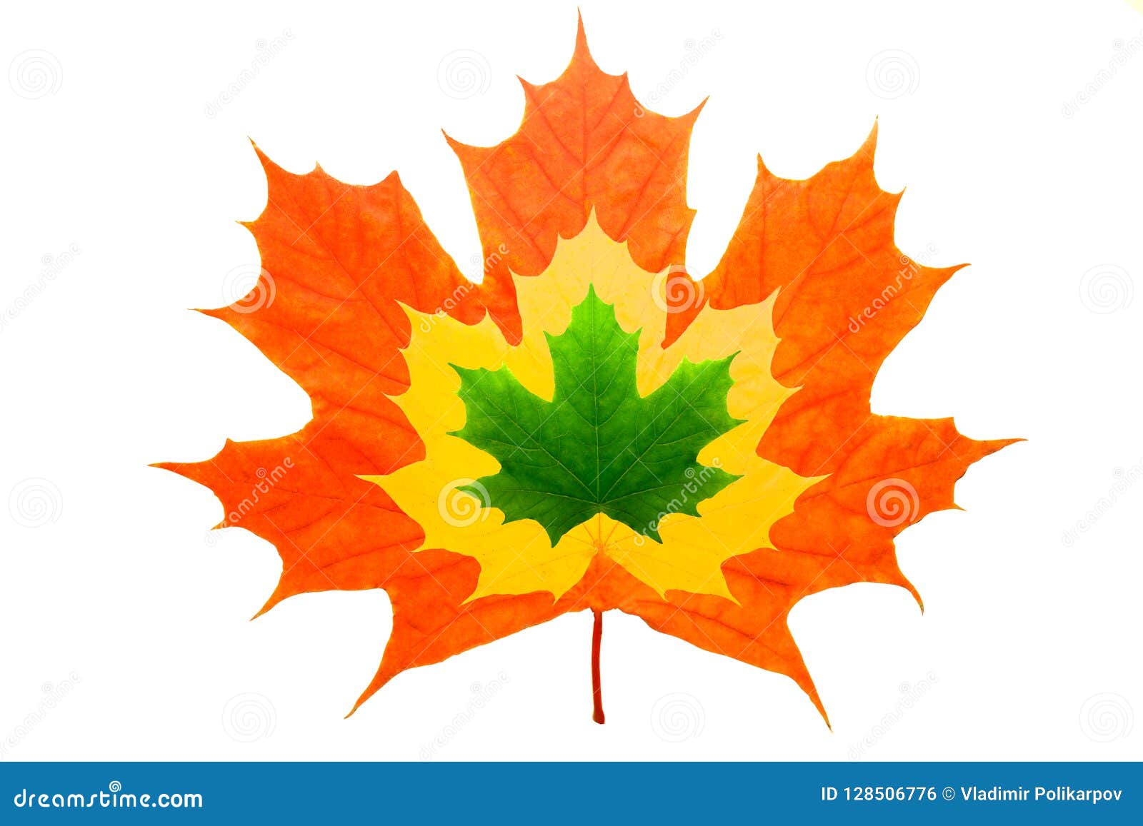 Beautiful Maple Leaf Isolated on White Background Stock Photo - Image ...