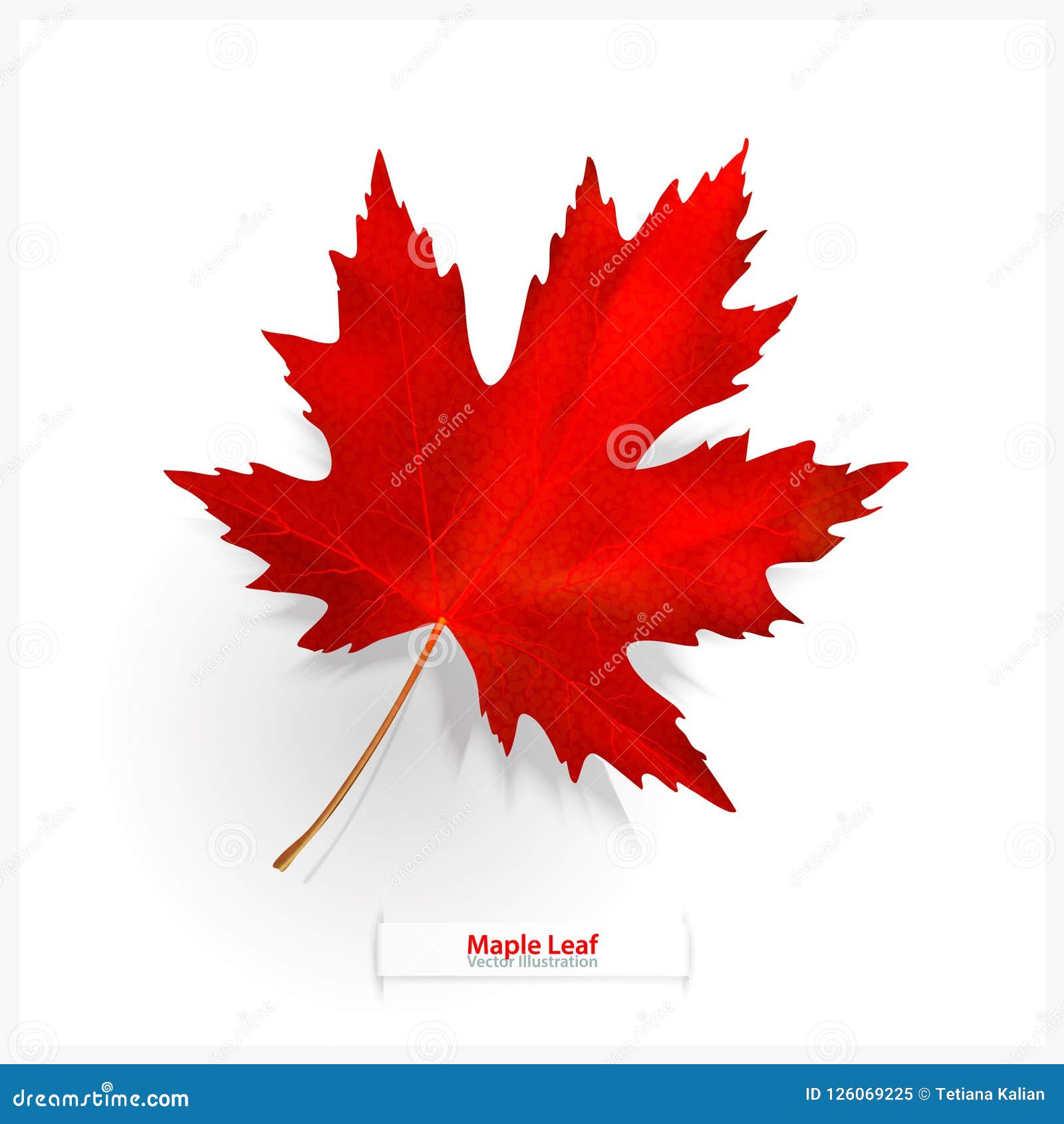 Maple Leaf Isolated on White Background. Bright Red Autumn Realistic ...