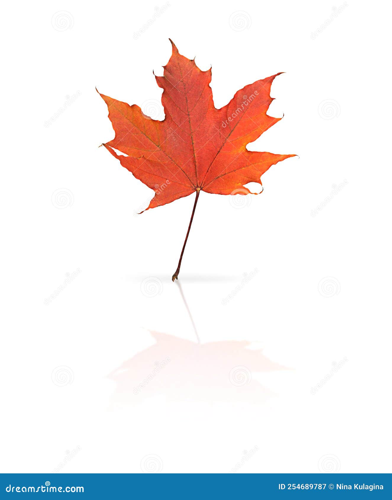 Maple Leaf Isolated on White Background with Reflection and Shadow ...