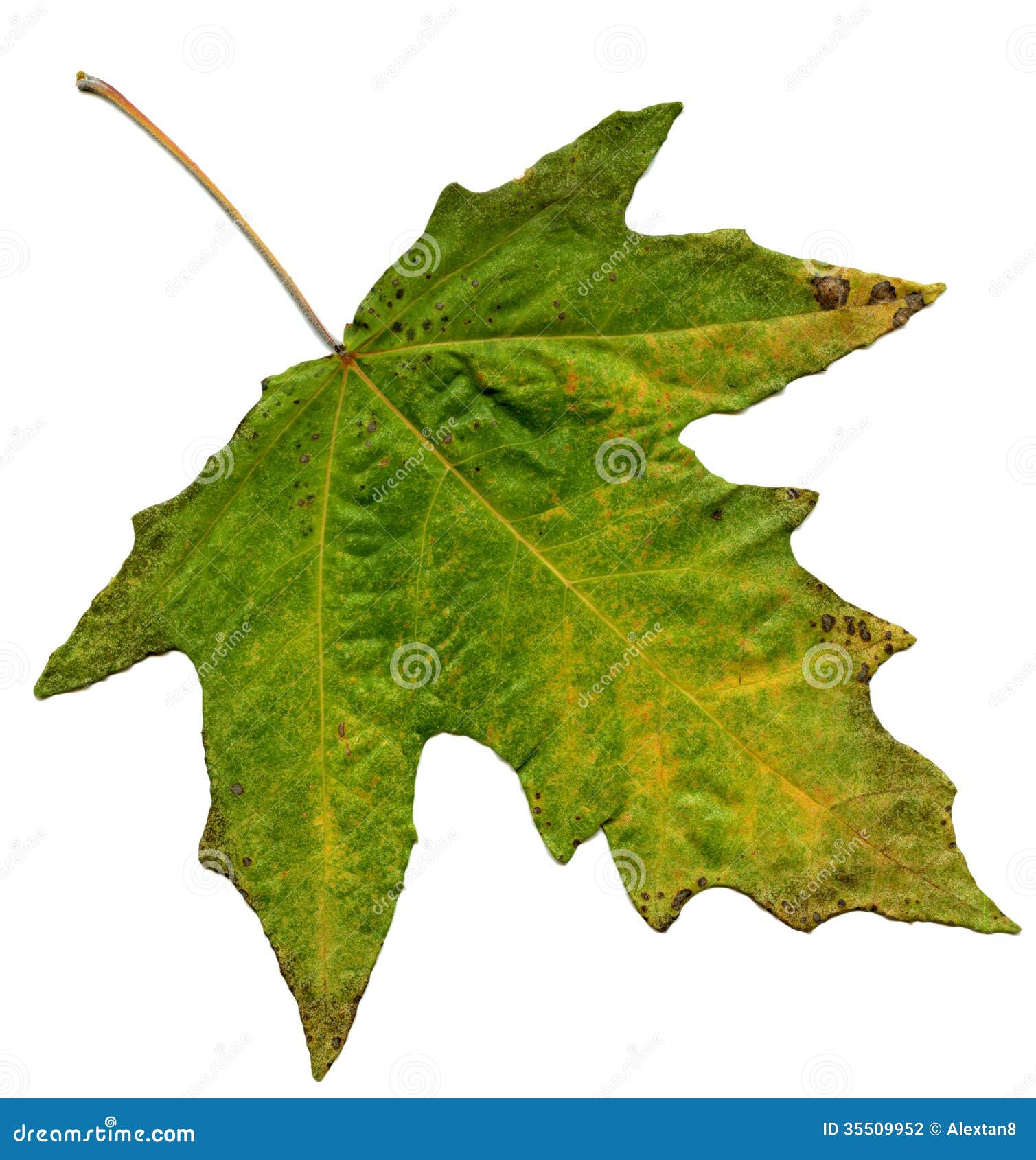 Maple Leaf Isolated on White Stock Photo - Image of design, environment ...