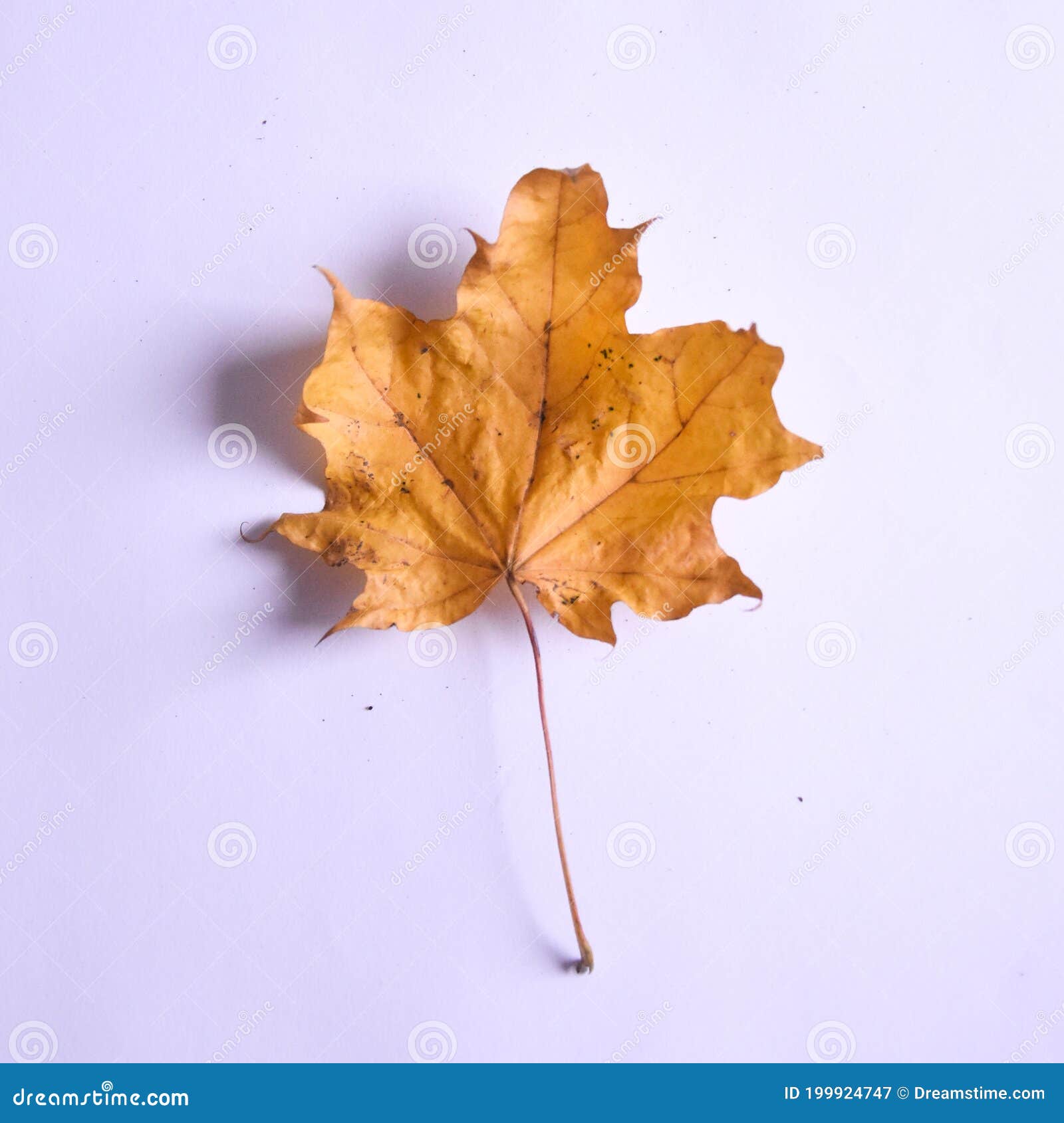 Maple Leaf on a Light Background Stock Image - Image of leaves, shadow ...