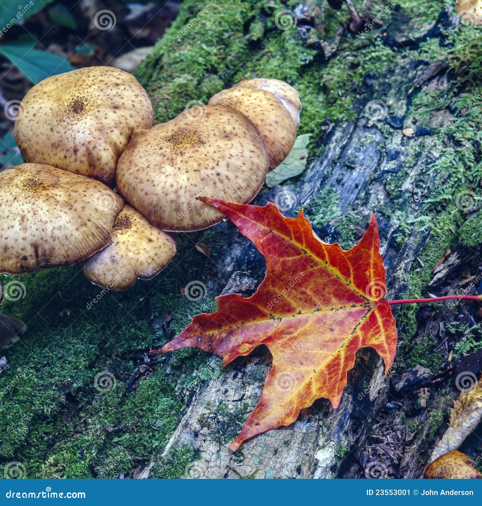 Maple leaf on log stock image. Image of fall, autumn - 23553001
