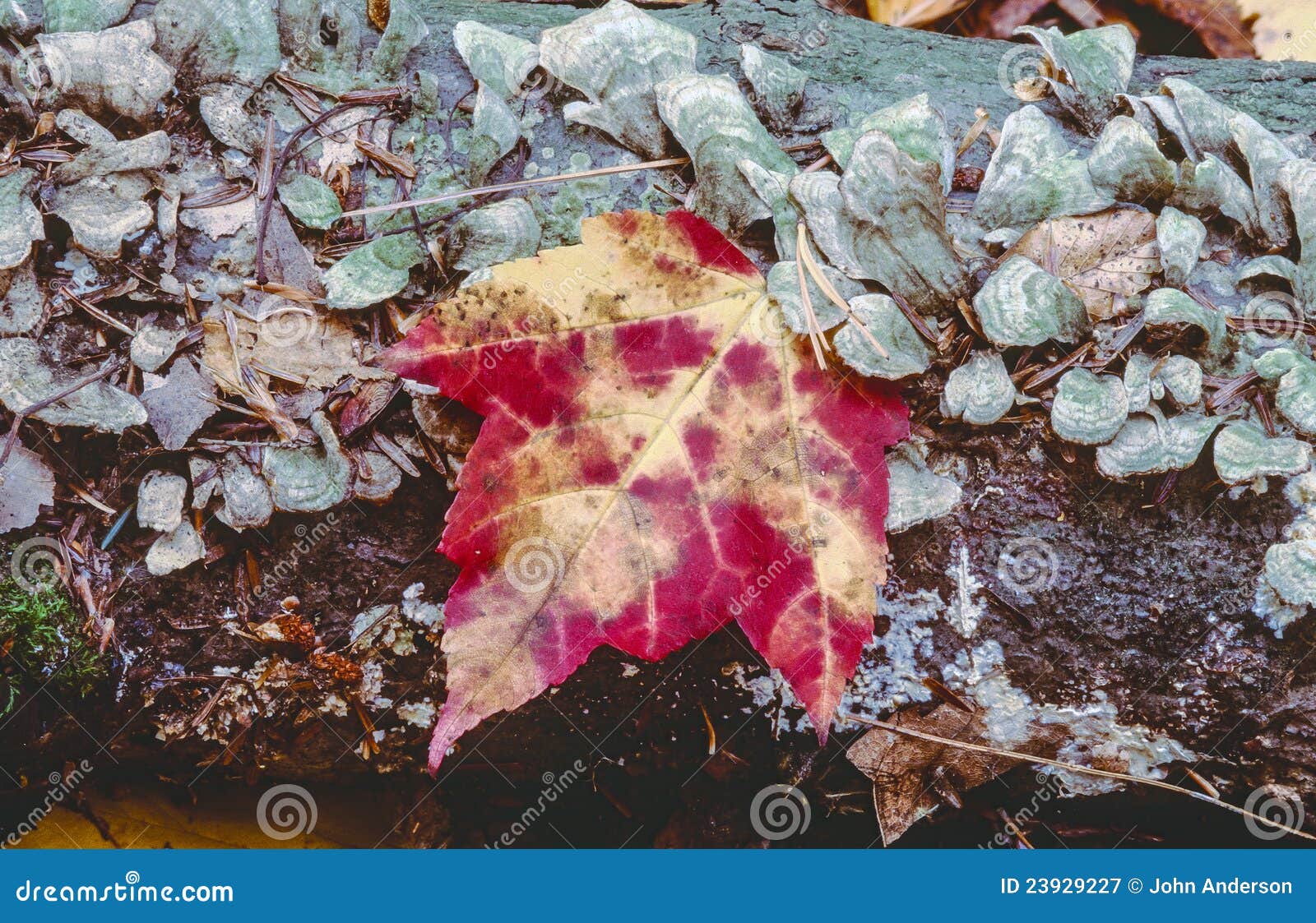 Maple leaf on log stock image. Image of forest, tree - 23929227