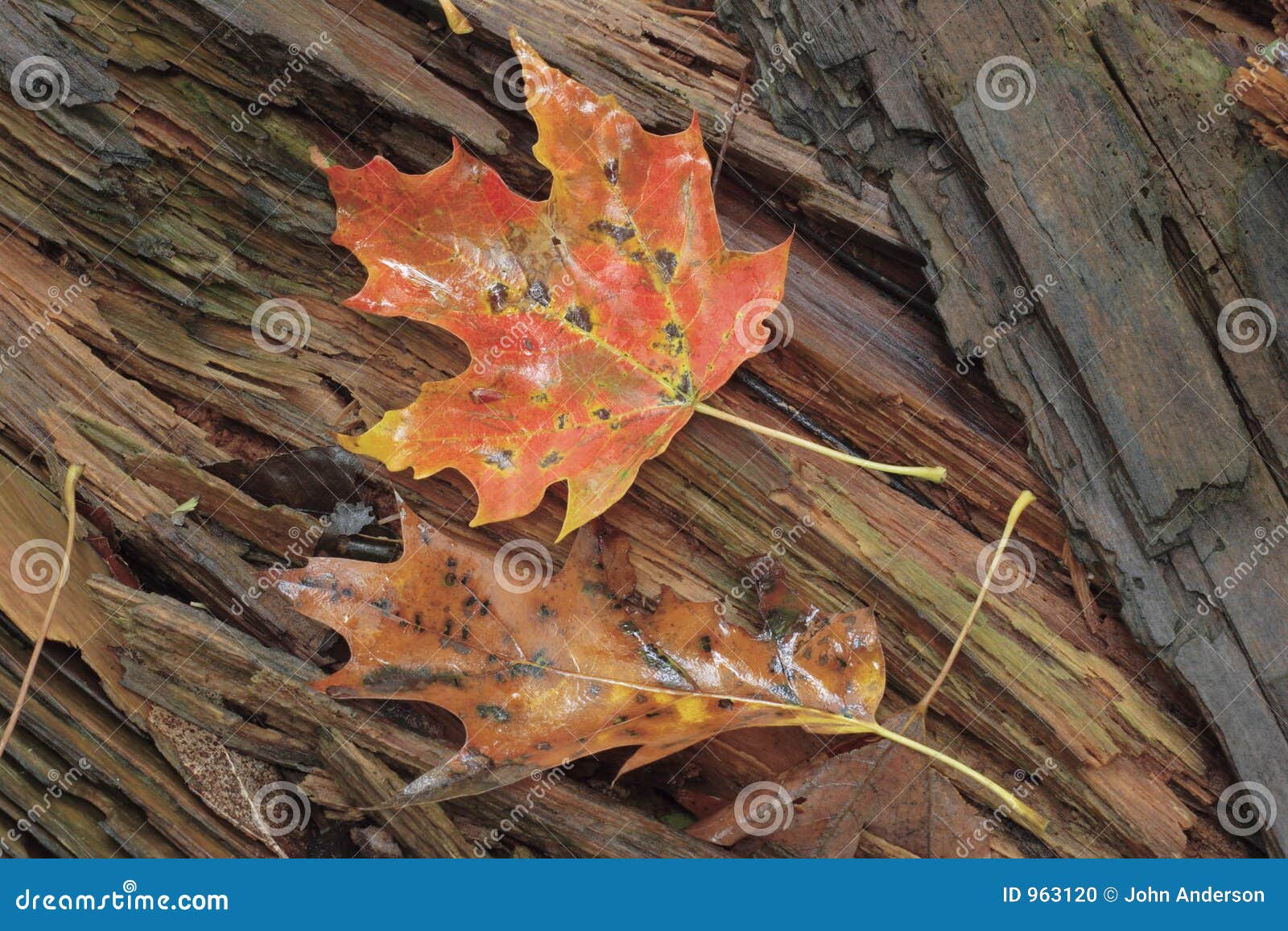 Maple leaf on log stock photo. Image of folage, maple, rain - 963120
