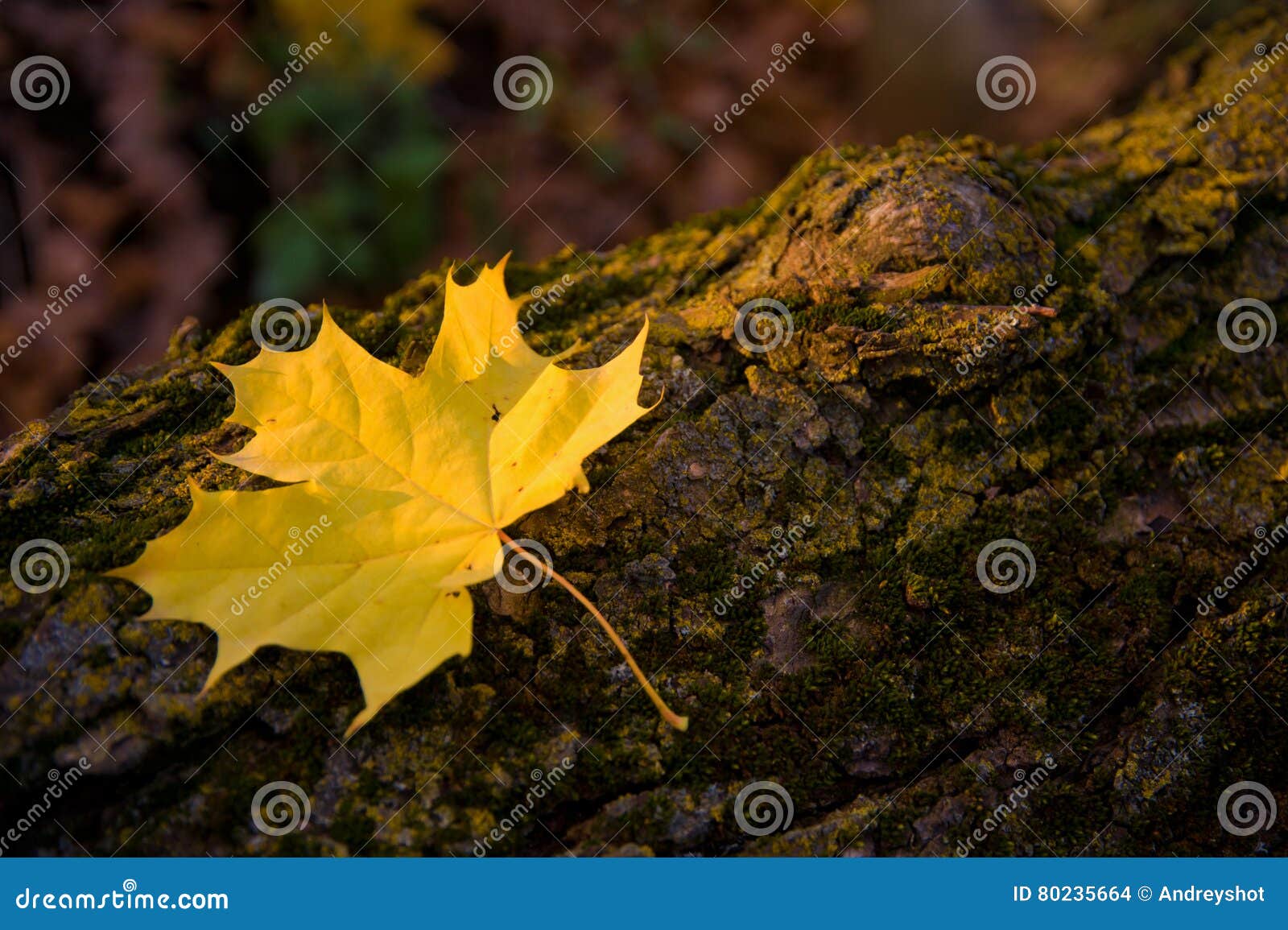 Maple leaf on a log stock photo. Image of autumn, beauty - 80235664