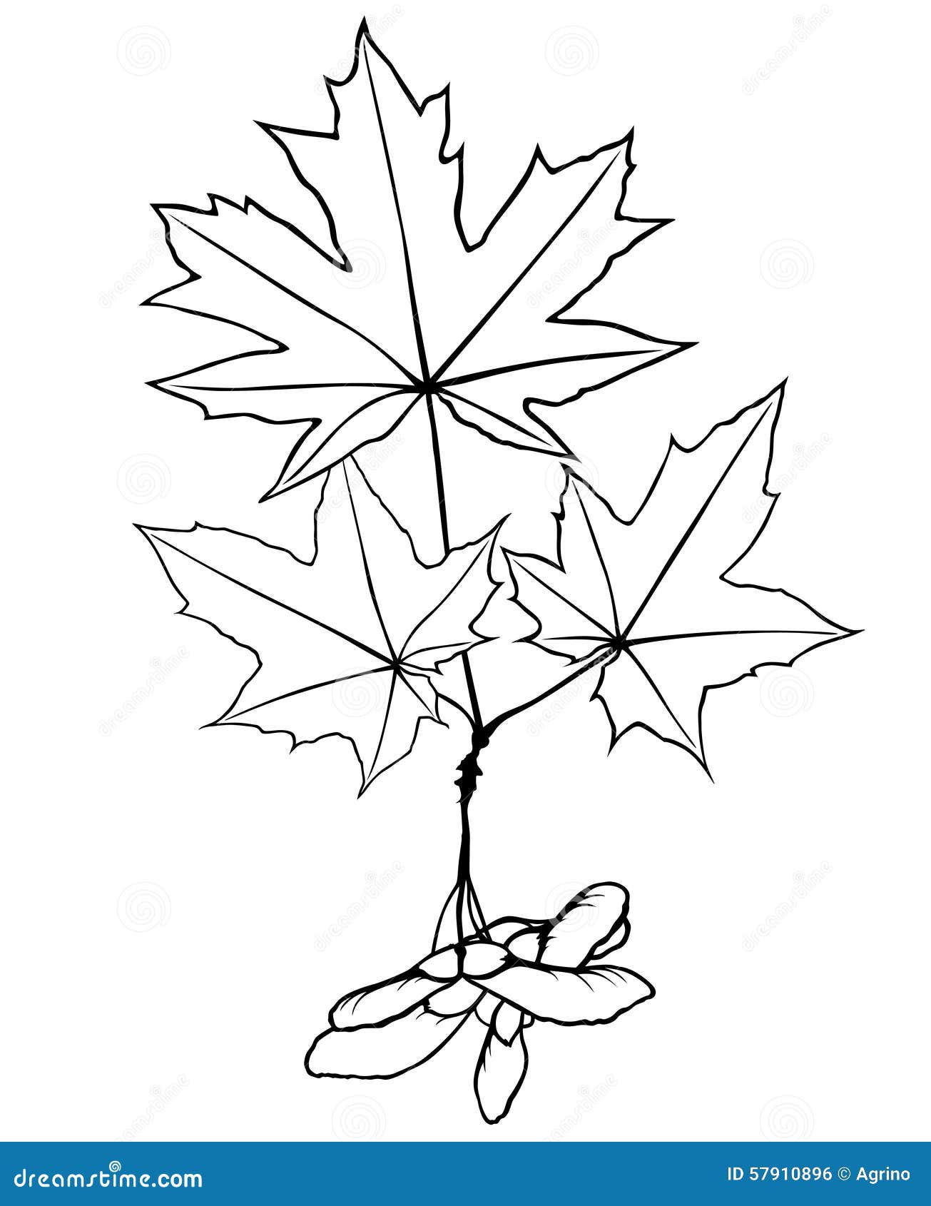 Maple leaf and maple seeds stock vector. Illustration of seed - 57910896