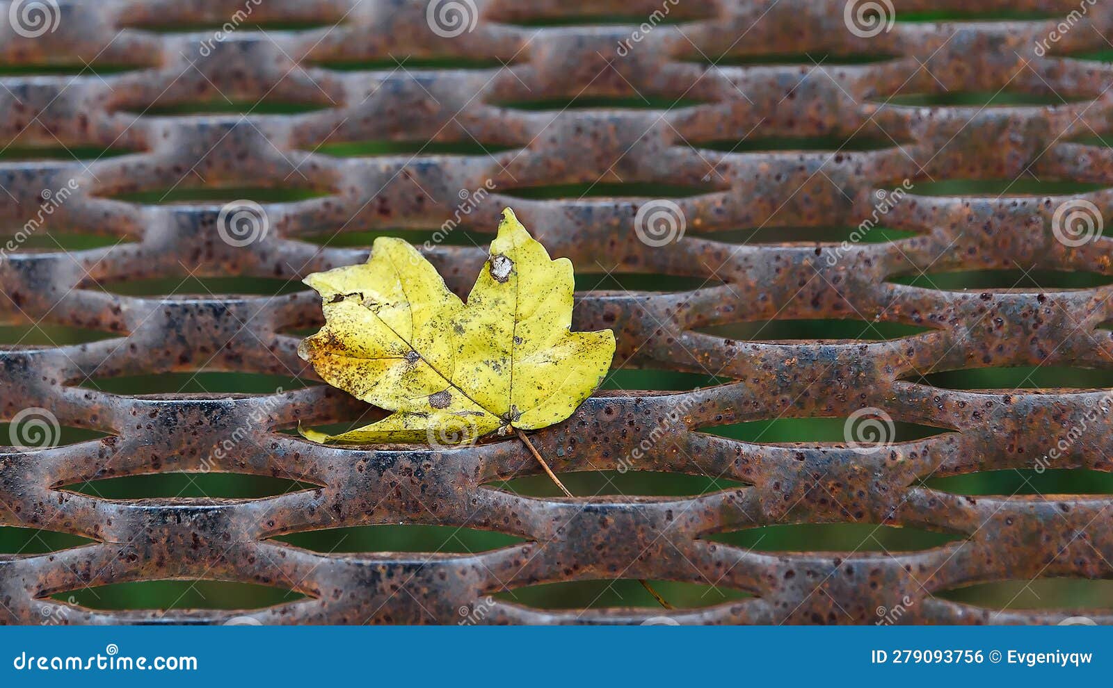 Maple leaf on a metal grid stock photo. Image of brown - 279093756
