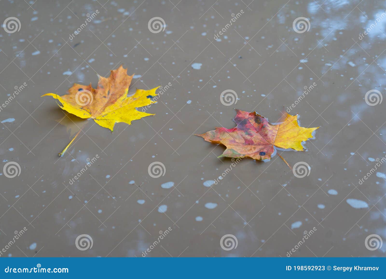 Maple Leaf in a Muddy Puddle in Autumn Stock Image - Image of leaf ...
