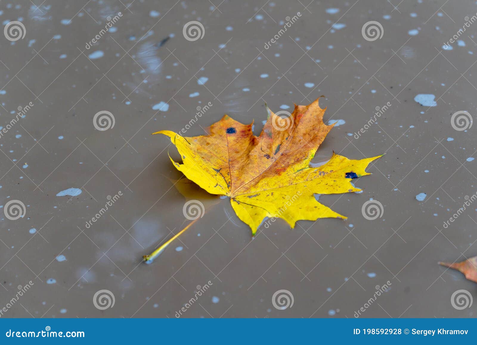 Maple Leaf in a Muddy Puddle in Autumn Stock Photo - Image of foliage ...