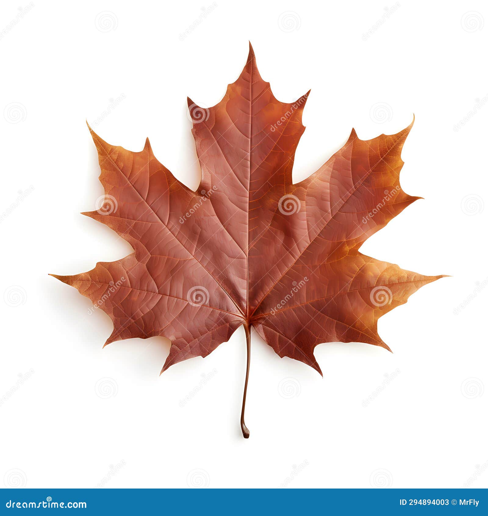 Maple Leaf, Natural Brown Tree Leaf Stock Illustration - Illustration ...