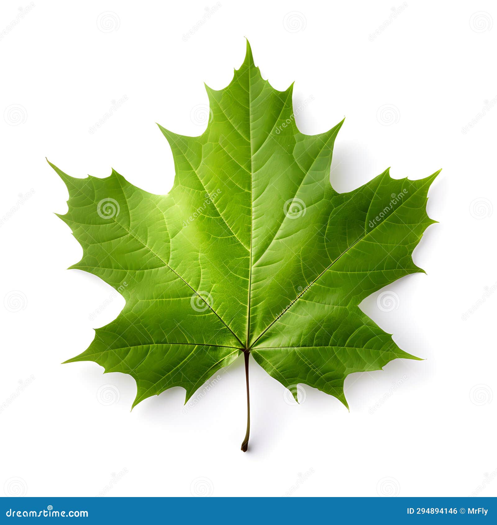 Maple Leaf, Natural Green Tree Leaf Stock Illustration - Illustration ...