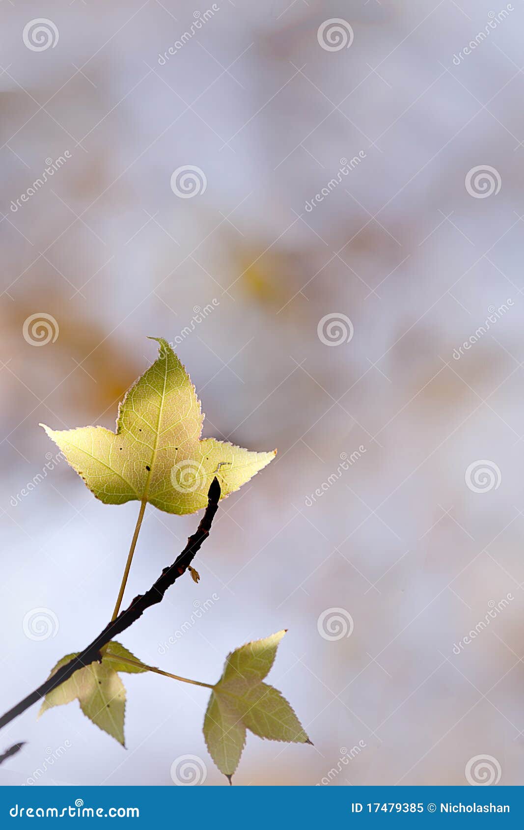 Maple leaf with nice color stock image. Image of botanical - 17479385
